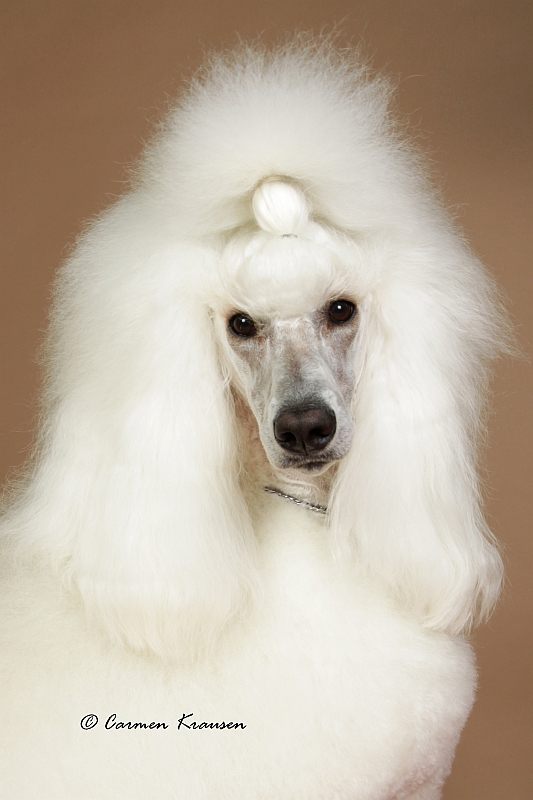 Galerie der Weißen – Barbone Gigante Pudelzucht – DPK / VDH / FCI