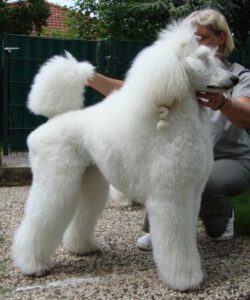 Pudelsalon – Barbone Gigante Pudelzucht – DPK / VDH / FCI