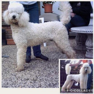 Pudelsalon – Barbone Gigante Pudelzucht – DPK / VDH / FCI