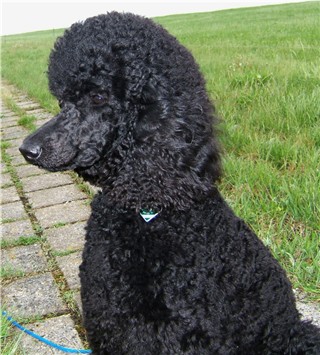 Nachzucht 1998-2008 – Barbone Gigante Pudelzucht – DPK / VDH / FCI