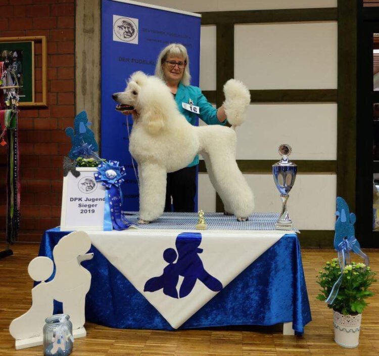 Barbone Gigante Pudelzucht – DPK / VDH / FCI – Brigitte Friedrich