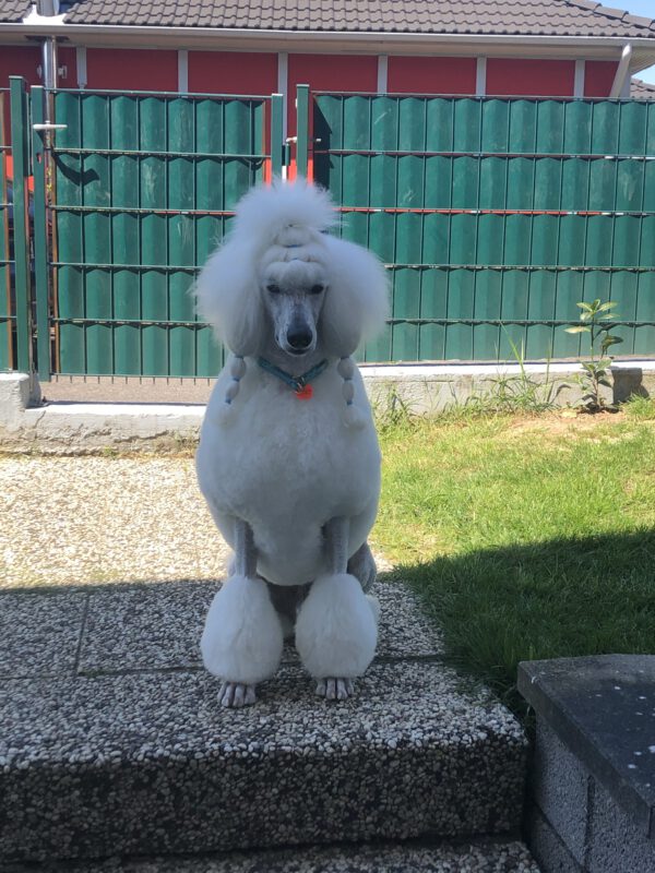 Deckrüden – Barbone Gigante Pudelzucht – DPK / VDH / FCI