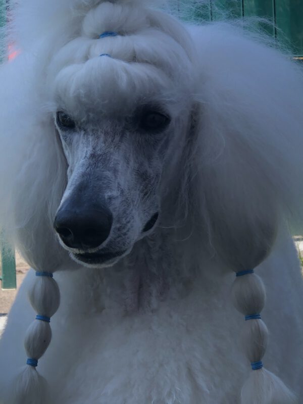 Deckrüden – Barbone Gigante Pudelzucht – DPK / VDH / FCI